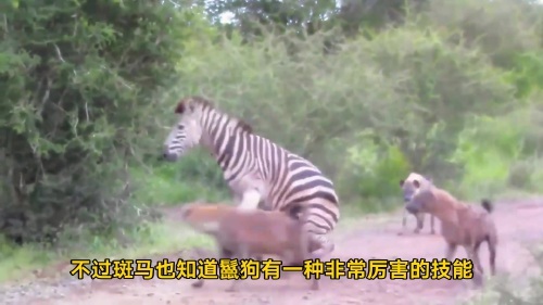 在绝望的围困中,斑马与五条鬣狗的殊死搏斗将如何收场?