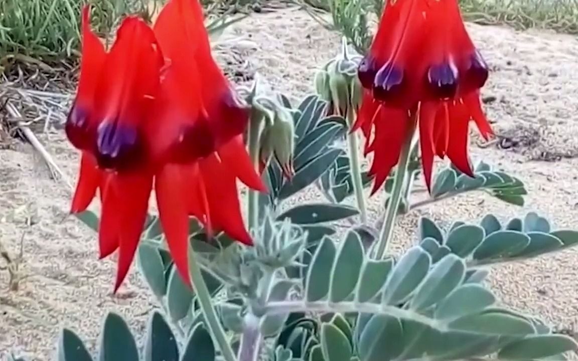 4种十分奇特的花朵,造型各异,大自然真神奇