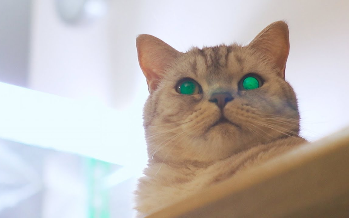 【SuriNoel】猫咪突然害怕