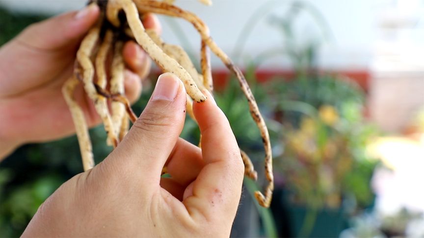 看一眼兰花的根系,有没有这个“器官”,这是老手的象征