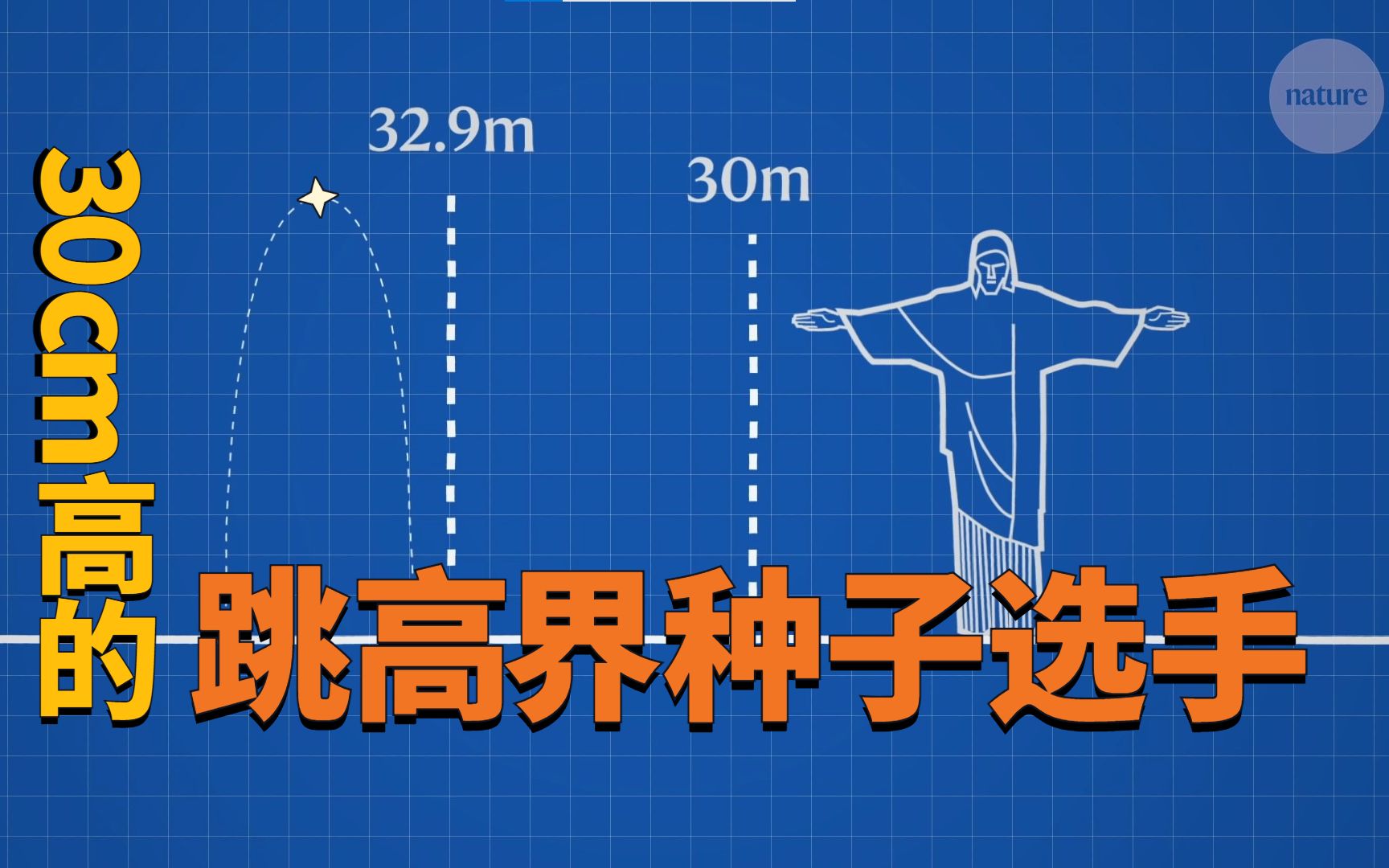 30厘米的它,一蹦30米高