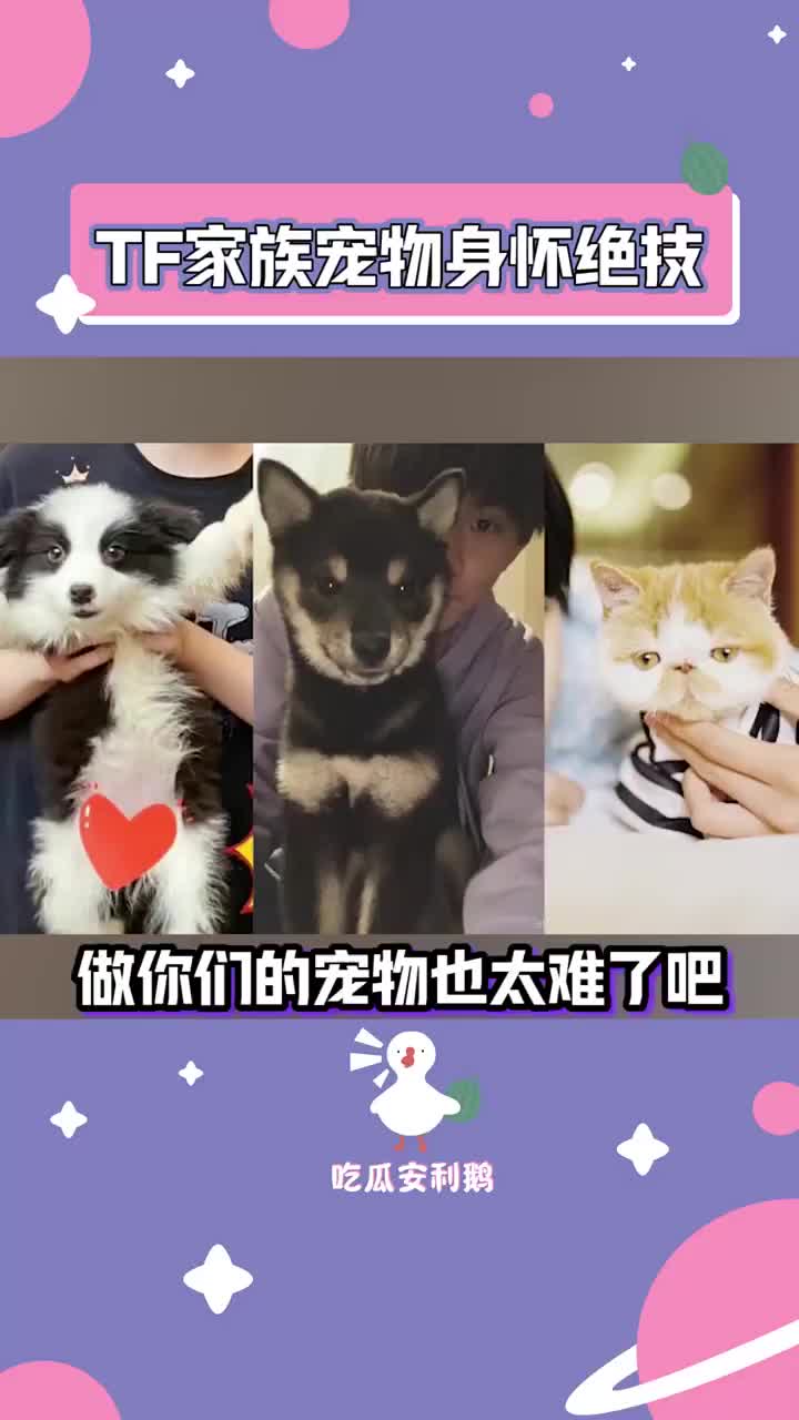 做你们的宠物也太难了吧,得身怀绝技tf家族 娱你星动计划第一期