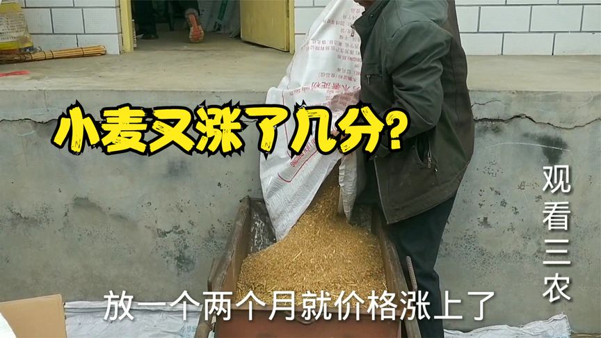 小麦又涨了几分,河北行唐11月30号小麦价格,农村出售价