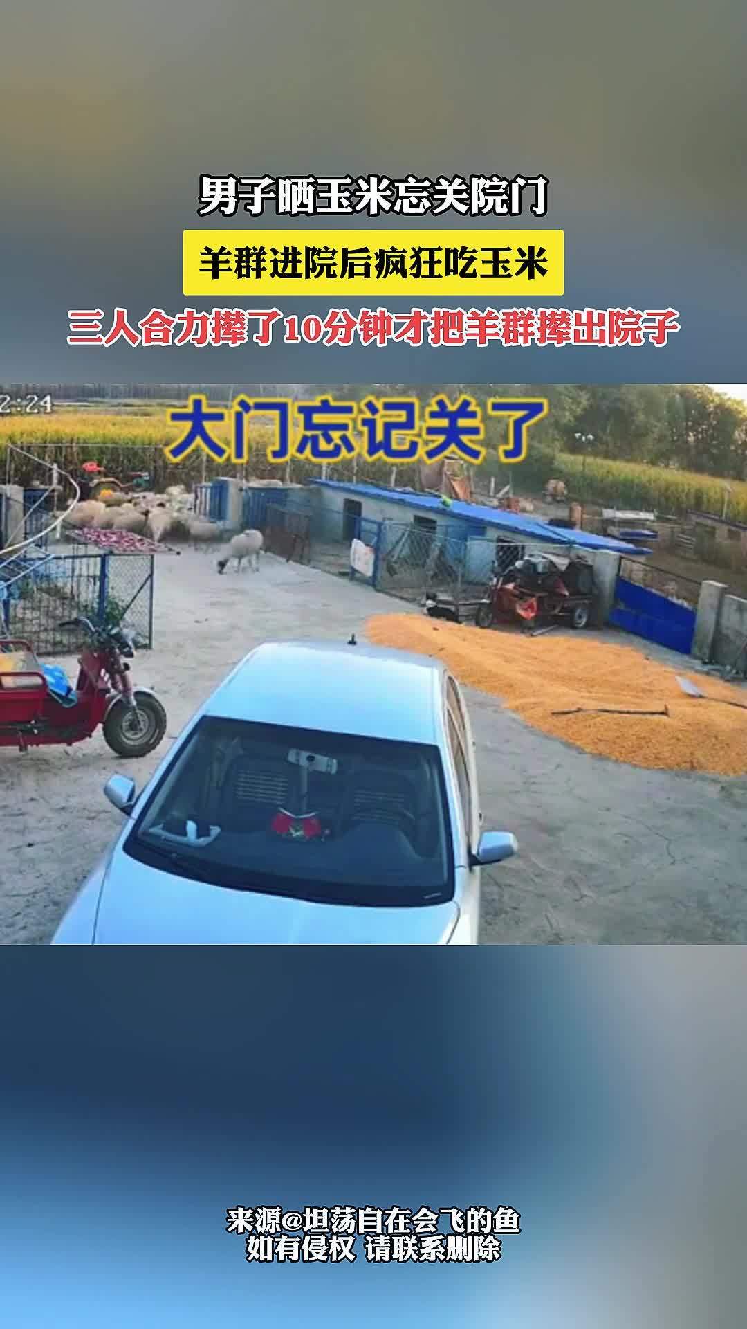 男子晒玉米忘关院门,羊群疯狂吃玉米,三人合力才把羊群撵出院子