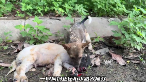 好一只忠诚勇敢的狗狗,即便小伙伴已经不能动弹了,它依旧不离开