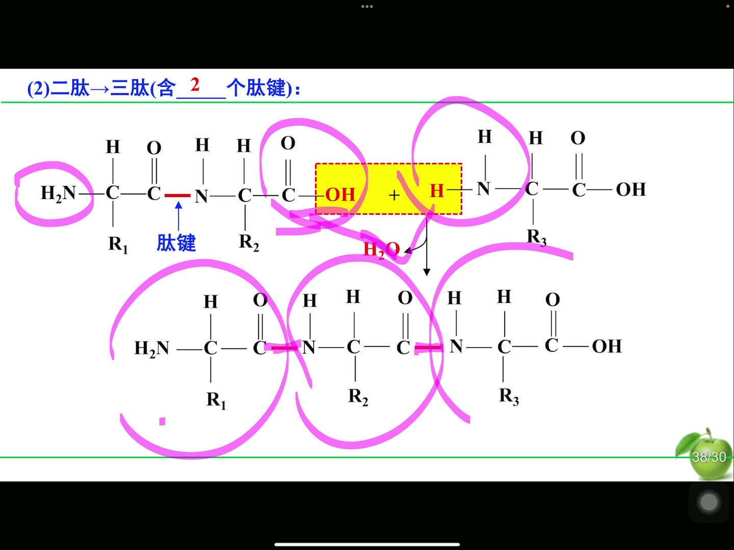 1.蛋白质的结构(1)