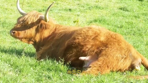 小高地牛学走路小时候呆萌可爱长大后非主流世界高地牛