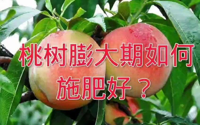 短短几十秒,教你在桃树膨果期,正确施肥!