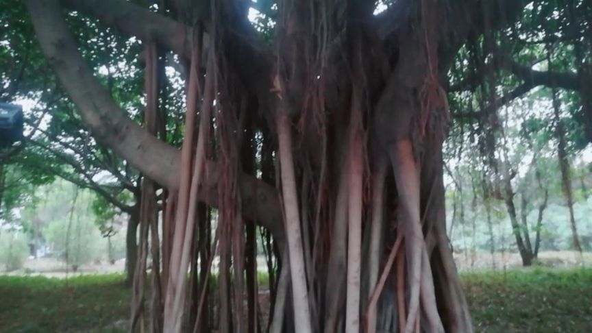 阿凡达里的树中国找到了。