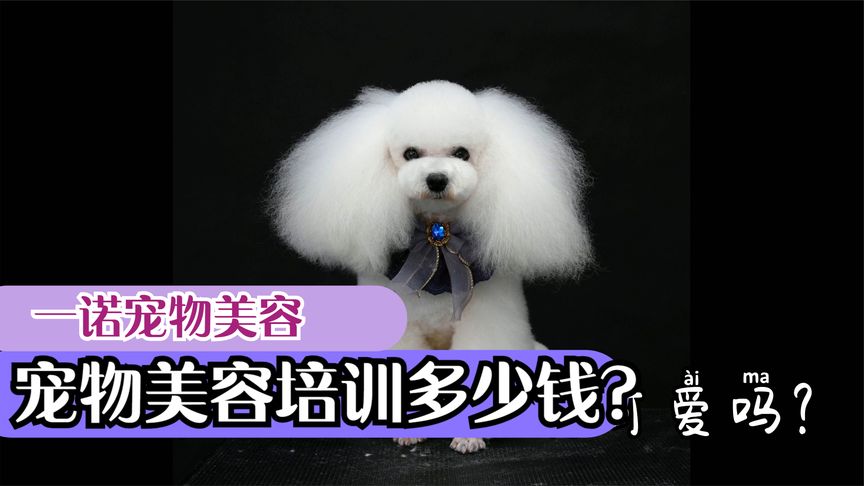 宠物美容师培训大概需要多少钱?