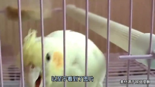 鹦鹉忍不住的尴尬瞬间,拉稀后竟引发了轩然大波