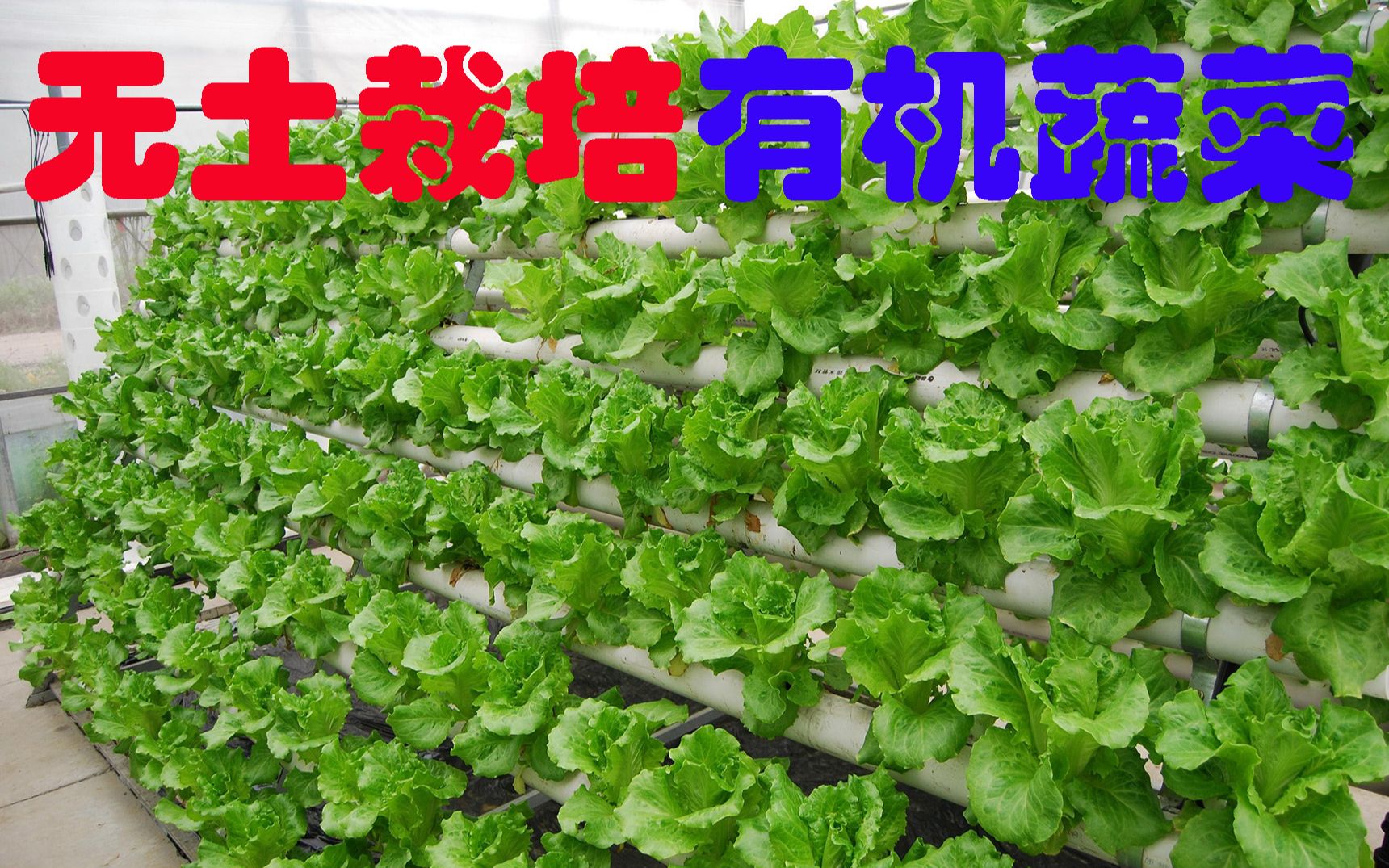 无土栽培生菜