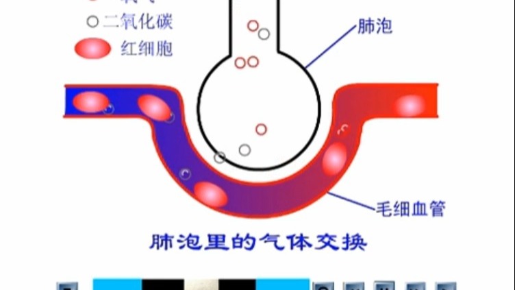肺泡与血液的气体交换
