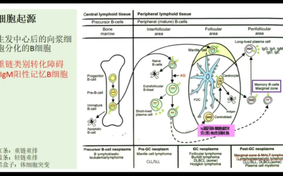 淋巴浆细胞淋巴瘤/华氏巨球蛋白血症( LPL / WM )——陈燕 迪安诊断
