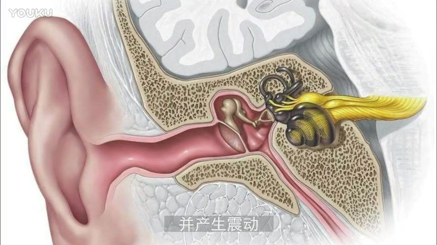 幼儿steam创客小实验——模拟鼓膜的震动