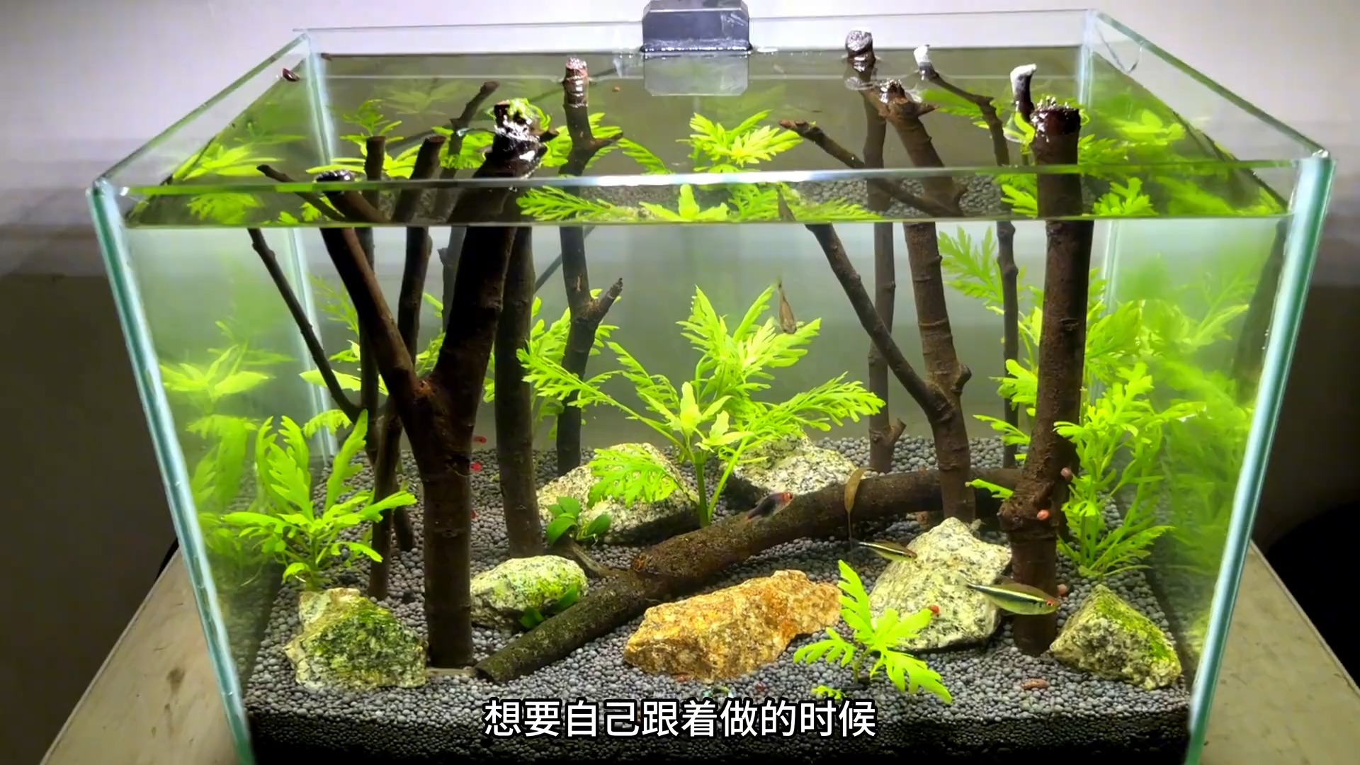 简单的生态缸清单已安排,赶紧回去安排制作一个