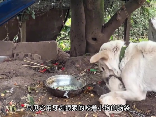 小狗只是想上前吃口饭,却被狗妈妈无情的撕咬