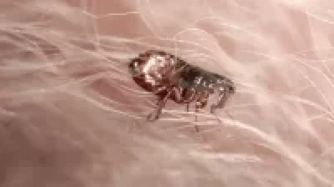 跳蚤的克星就是我们常见的它, 只需用点它, 家里一辈子没有跳蚤