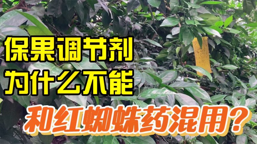 调节剂尤其是920为何不能与杀螨剂混用?强行混用会怎么样?