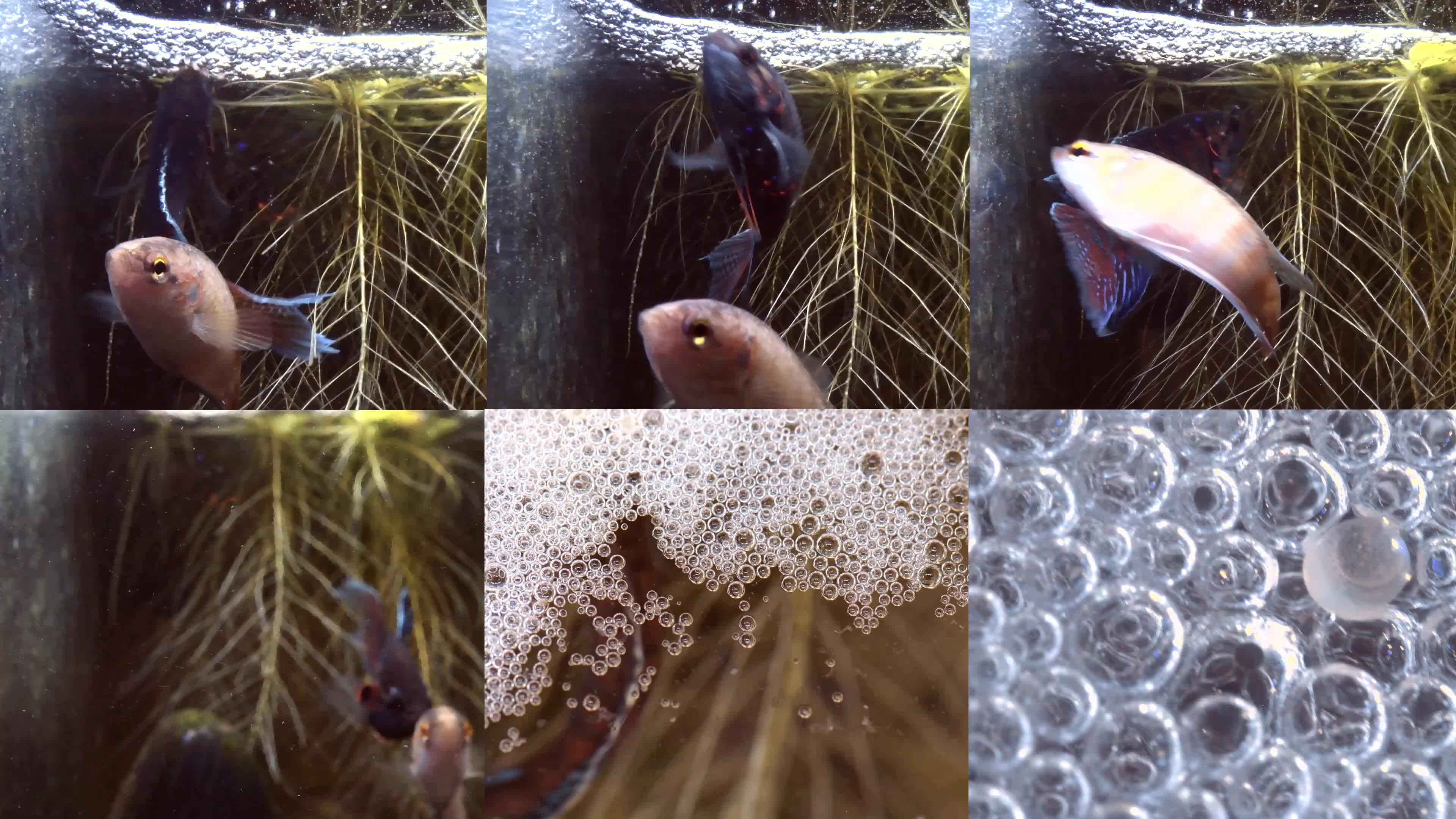 叉尾斗鱼完整的产卵过程,雄鱼应该练过瑜伽