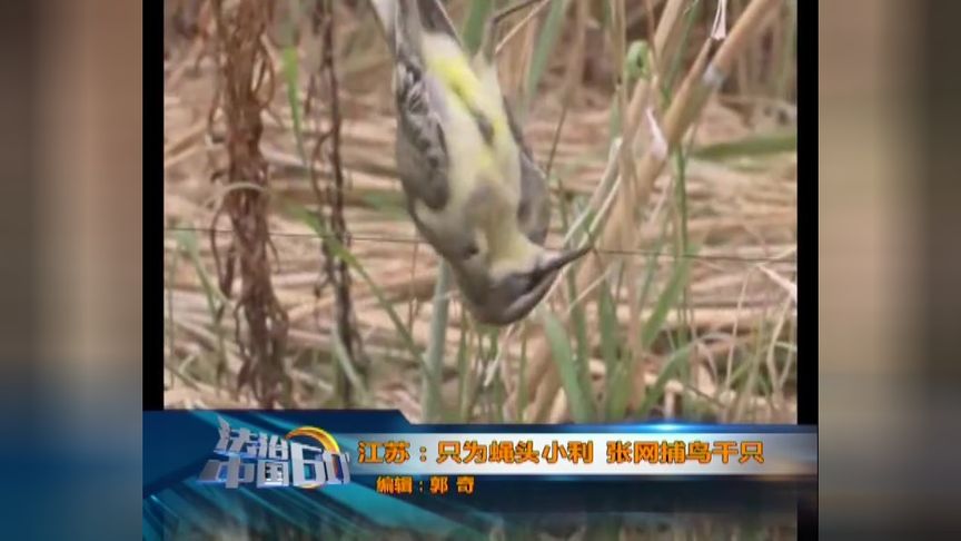 没有买卖就没有伤害,非法捕杀野生动物必受法律严惩