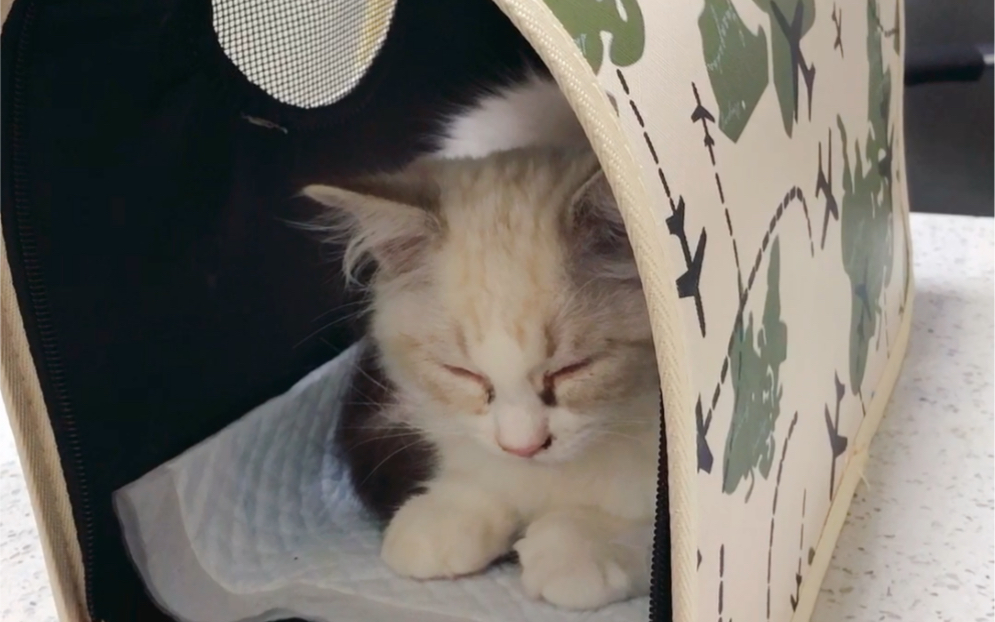 叫叫确诊杯状病毒