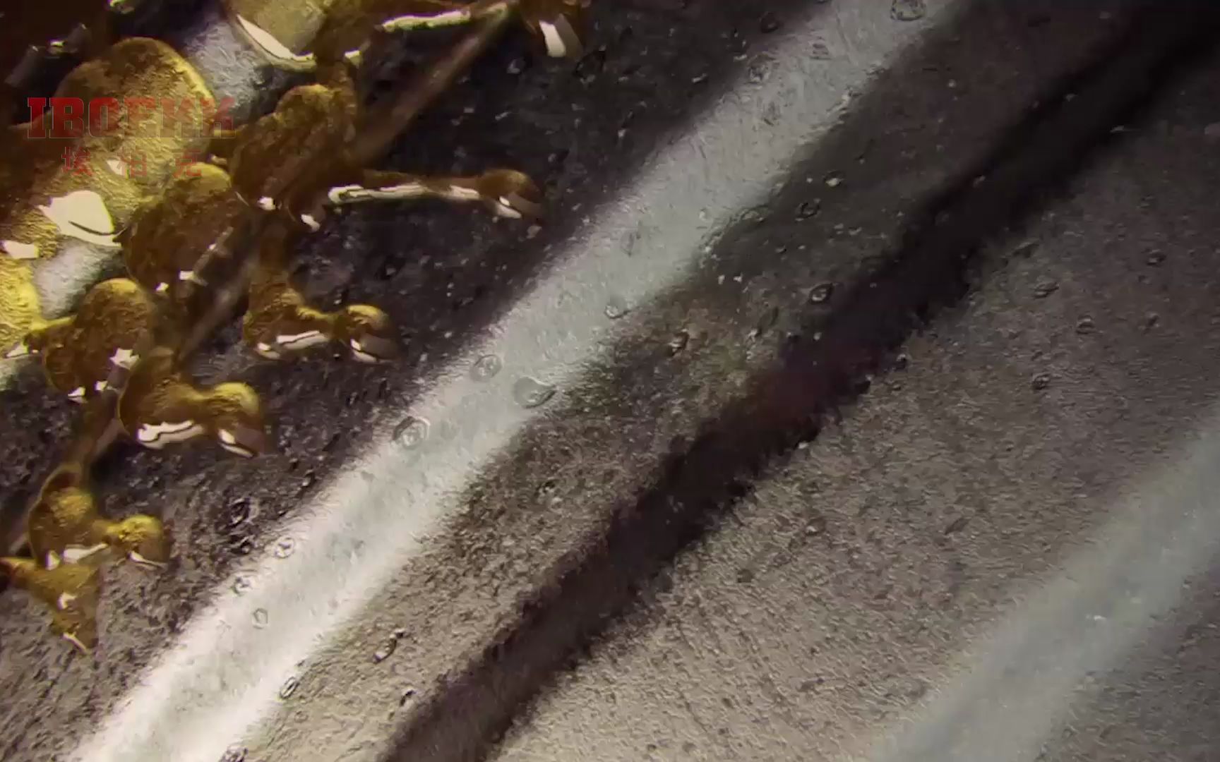 英国埃柏克润滑油是进口的吗