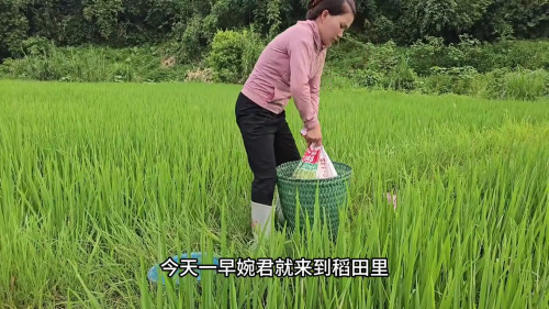 今天一早婉君就来到稻田里,打算给家里的禾苗施肥,让其生长!