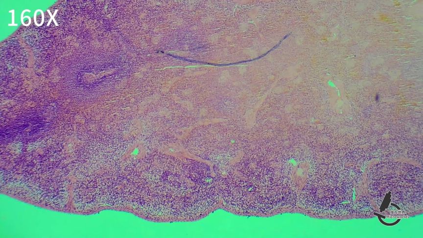 【动物070】 使用显微镜观察 脾切片(Spleen Section)
