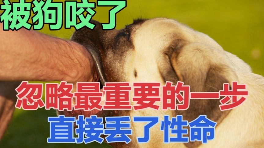 被狗咬了没有出血用打狂犬疫苗?3类情况必须要接种狂犬疫苗