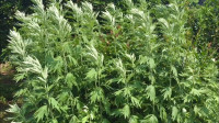 艾草泡脚可以去湿,可这几种人不要用来泡脚,泡了“弊大于利”