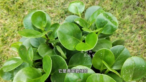 碧玉能晒太阳么?当然能,但要注意一件事