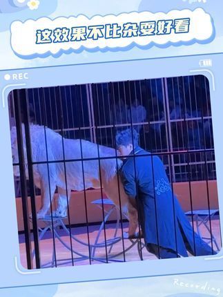 这样的马戏团才是我愿意去看的马戏团啊#马戏团表演 #动物表演 #狮子