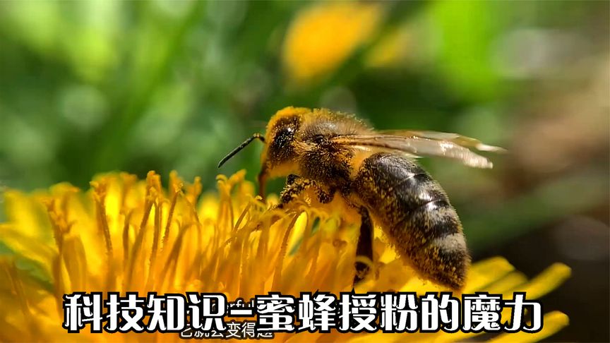科技知识-蜜蜂授粉的魔力,#带你走向全世界
