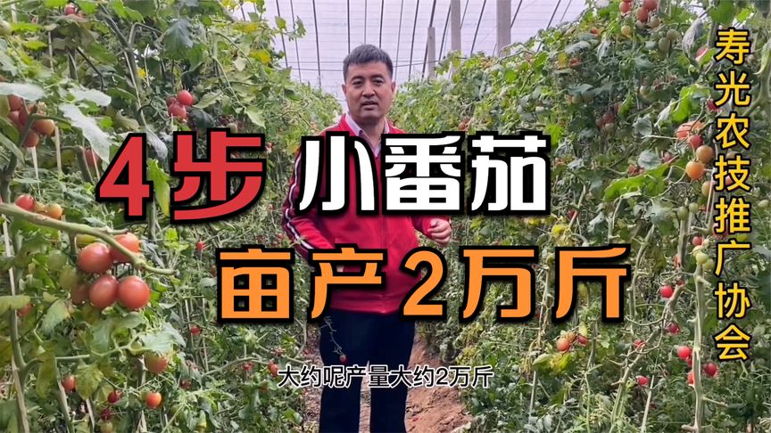 学会这4个不同寻常的种植方法,小番茄亩产2万斤不是梦