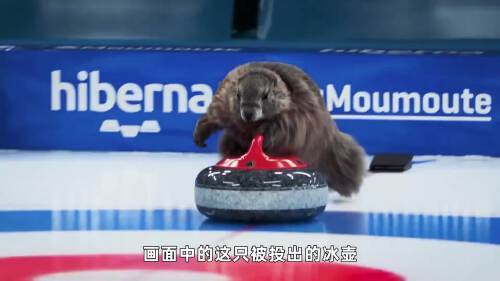 冰壶激烈碰撞后,为何稳稳地停在原地?动量守恒的神奇效应