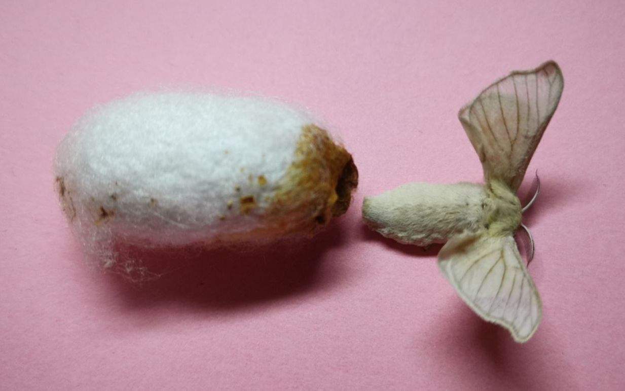 【科学实验】可爱蚕宝宝来袭!家蚕的一生