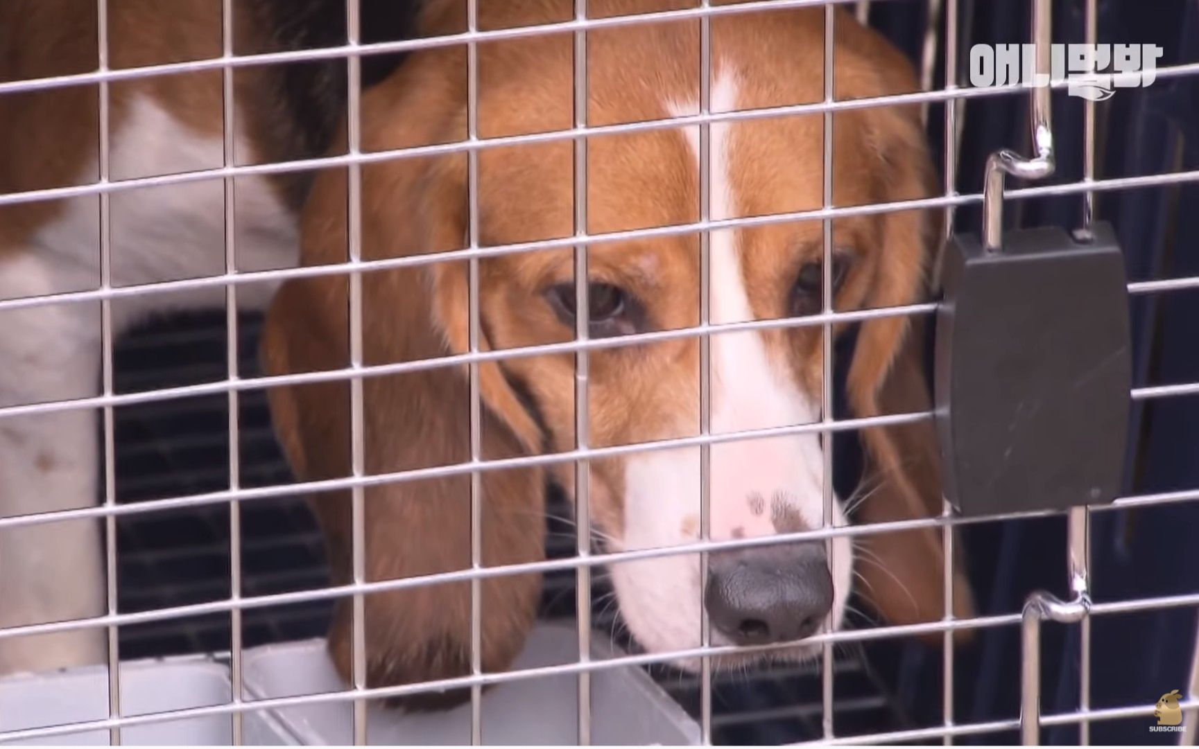 公益组织买下29只为实验而活的比格犬,让它们从此成为快乐汪星人