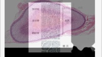 肾上腺切片