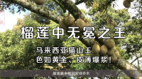 榴莲中的无冕之王,马来西亚猫山王,色如黄金、皮薄爆浆!