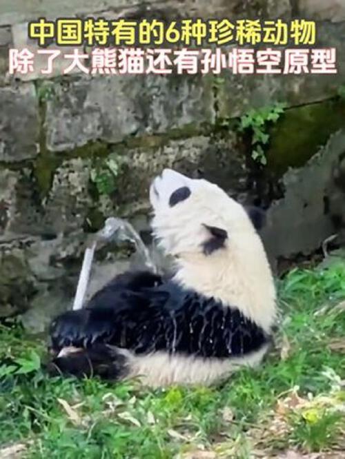 中国特有的6种珍稀动物,除了熊猫还有孙悟空原型,你知道几个?