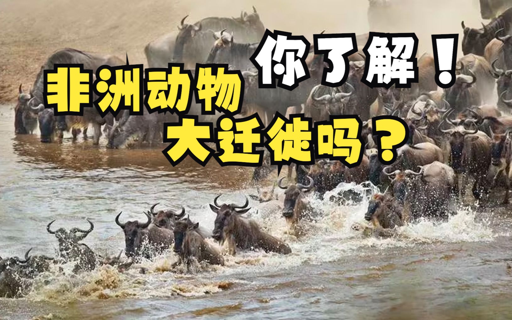 你了解非洲动物大迁徙吗?【斑马百科全知道】