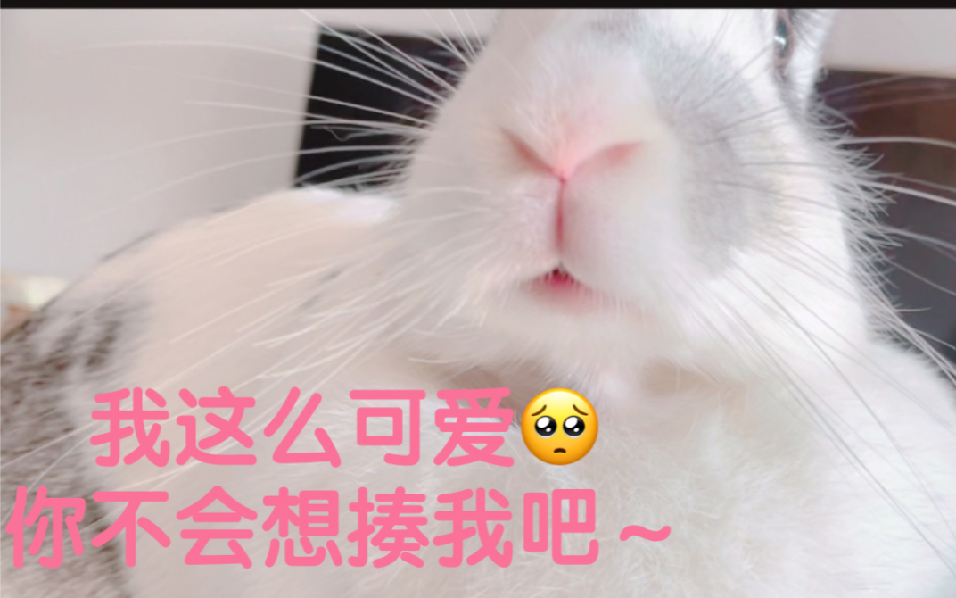 兔子不愧是啮齿类动物! 死皮赖脸的烦人祸害精2.0版