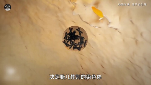 人类的生殖系统是如何演变成现在的样子?科普性别人体人体奥秘