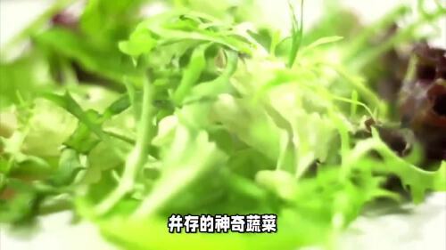 有几种带花果实的菜有几种