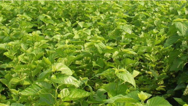 蚕的生长及成熟的用途