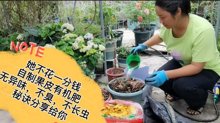 她种菜从不用化肥,不花1分钱,捡果皮垃圾自制有机肥,秘诀分享