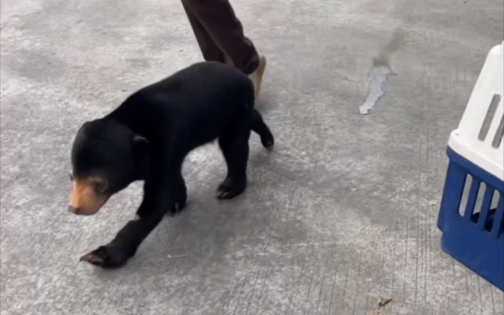 茶叶蛋出院了,幼儿园奶妈陪同坐车回去,奶爸还从医院打包了水果让它...