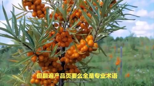 沙棘原浆避坑指南:3招识破功效价格陷阱,聪明选购不花冤枉钱