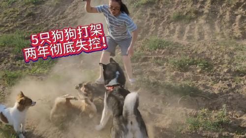 5只狗打架场面失控,主人又打又骂吓得魂都没了,堪比好莱坞大片
